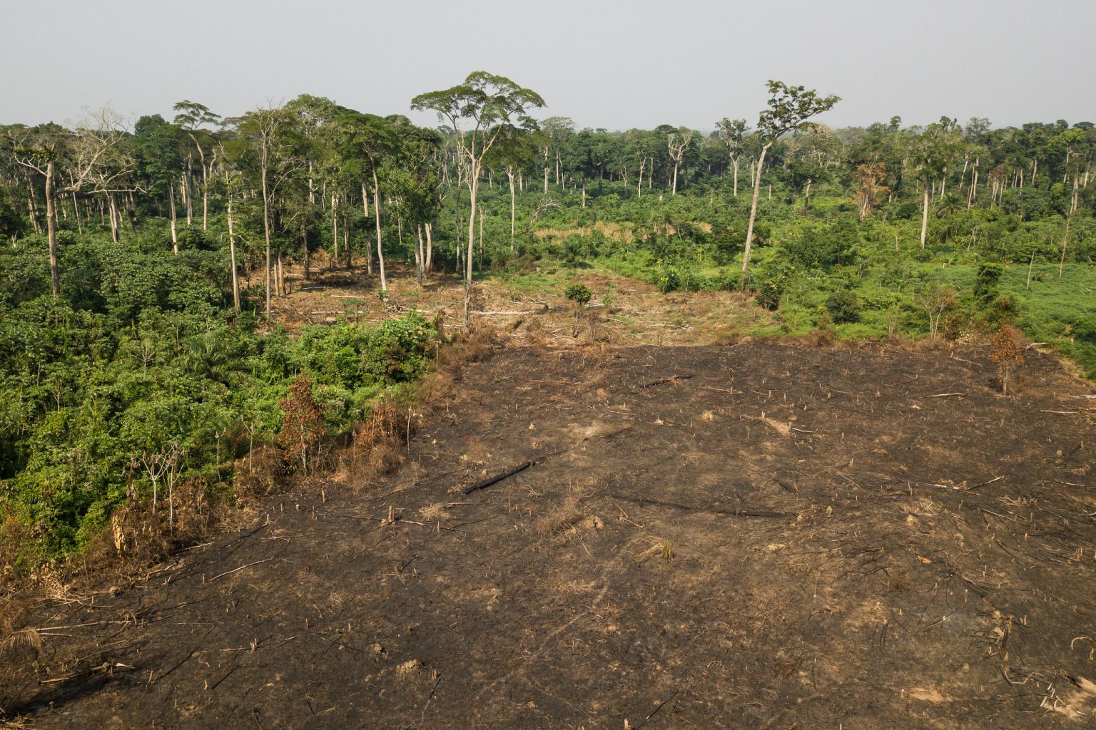 BBN - DÉFORESTATION AU BÉNIN: Un phénomène à combattre à tout prix